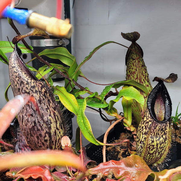 Nepenthes (aristolochioides x spectabilis) x hamata – Evo Carnivorous Plant Labs