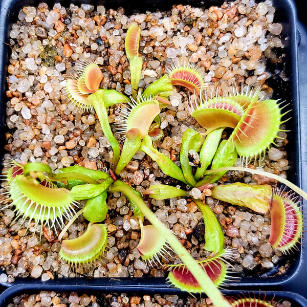 Dionaea 'Trichterfalle' – Evo Carnivorous Plant Labs