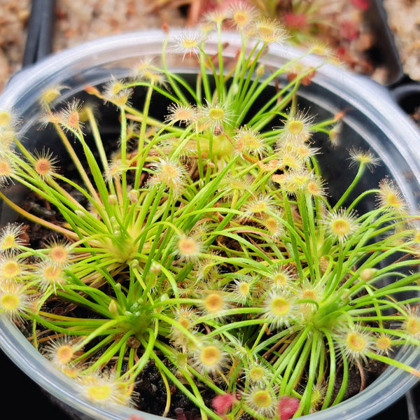Drosera broomensis 2 – Evo Carnivorous Plant Labs