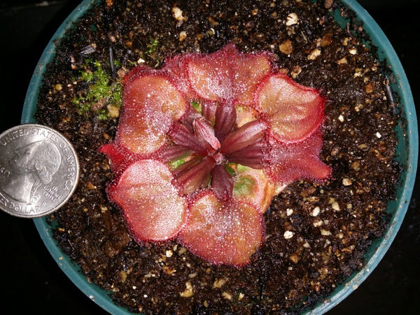 Drosera falconeri – Evo Carnivorous Plant Labs