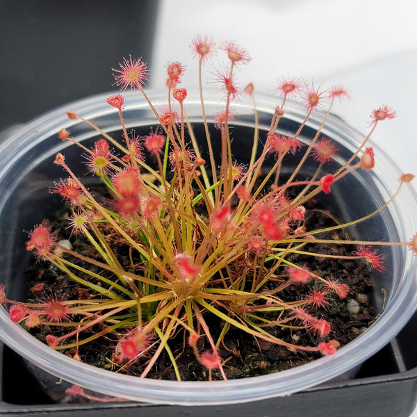 Drosera paradoxa 3 – Evo Carnivorous Plant Labs