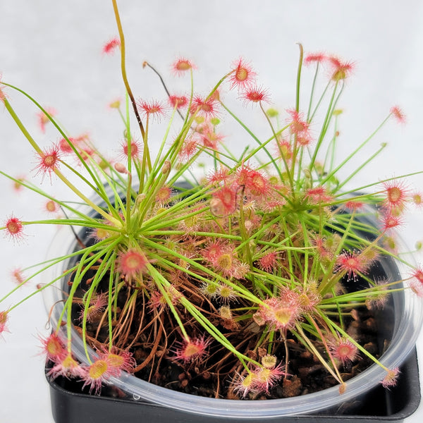 Drosera paradoxa 2 – Evo Carnivorous Plant Labs